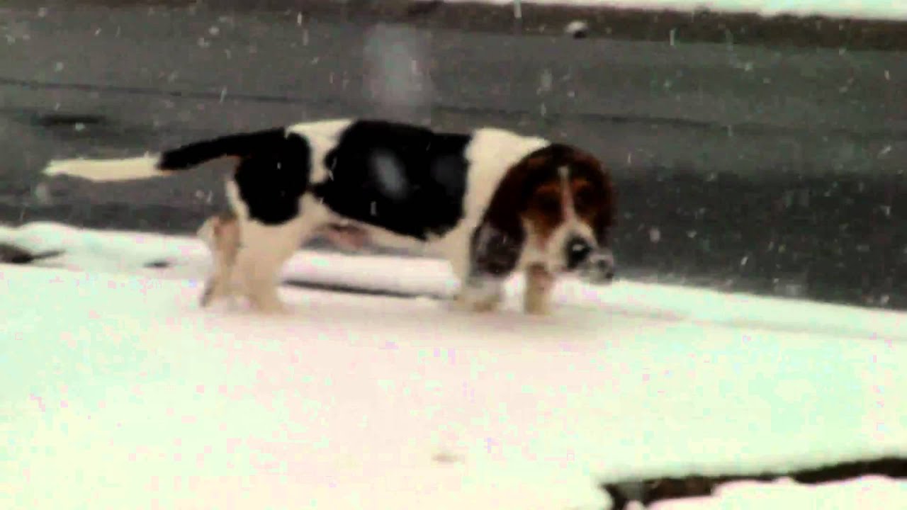Boomer the basset hounds first snow - YouTube