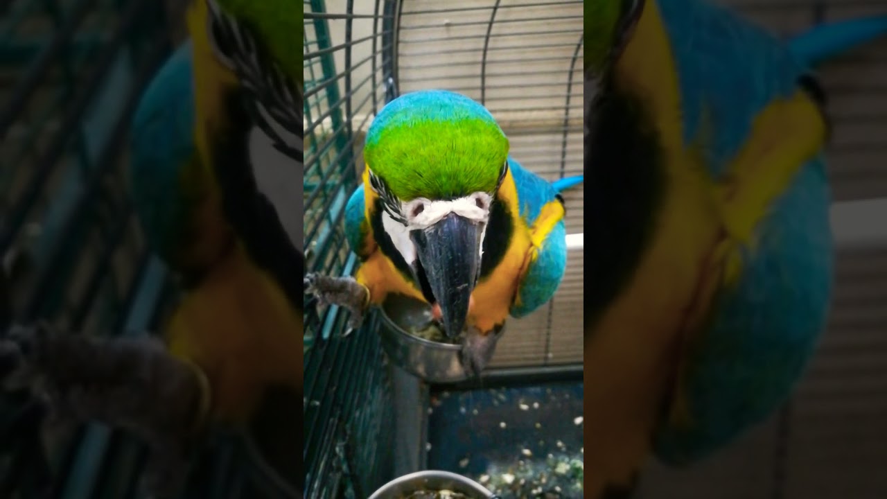 macaw parrots video - YouTube