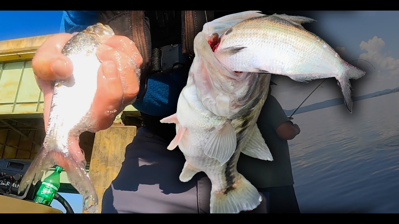 Catching BIG fish on GIANT Bait ! ! ! - YouTube