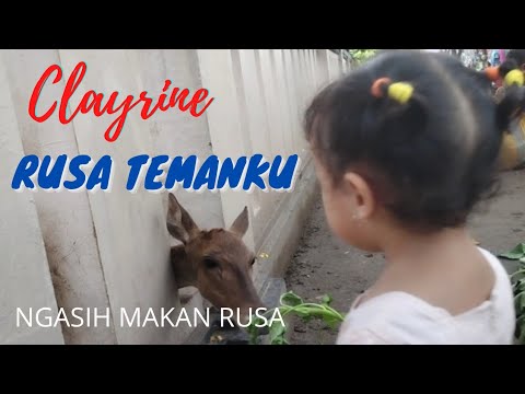 MEMBERI MAKAN RUSA RUSA. Rusa berebut sayur sayuran untuk dimakan ...