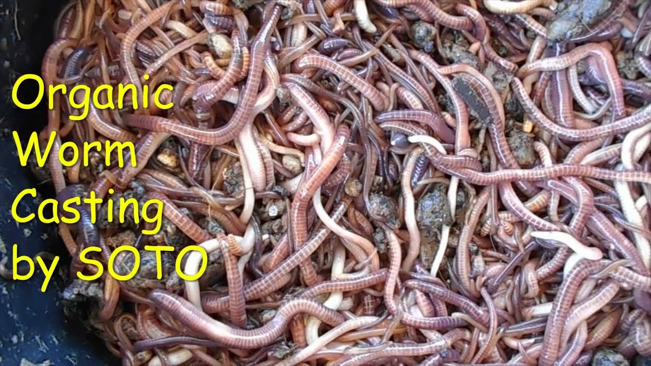 Here is the weigh in on my worm castings after Harvest. Started a new ...