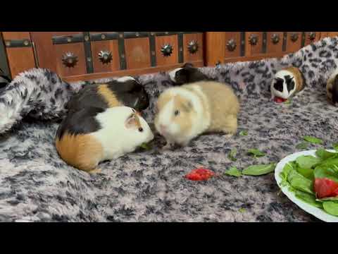 Naughty guinea pigs spinach party🐹🩷🥰😁.