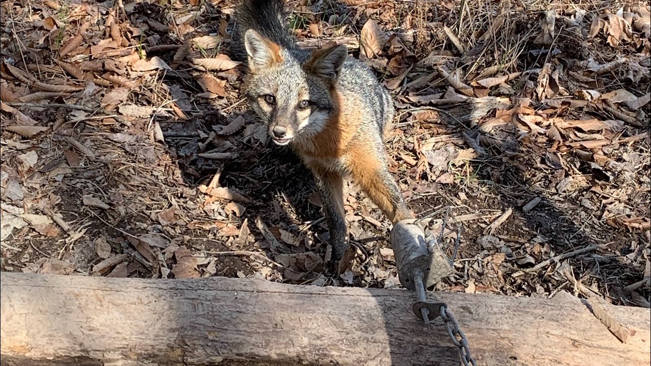 Gray fox caught in dog proof trap - ky trapping ‼️ - YouTube
