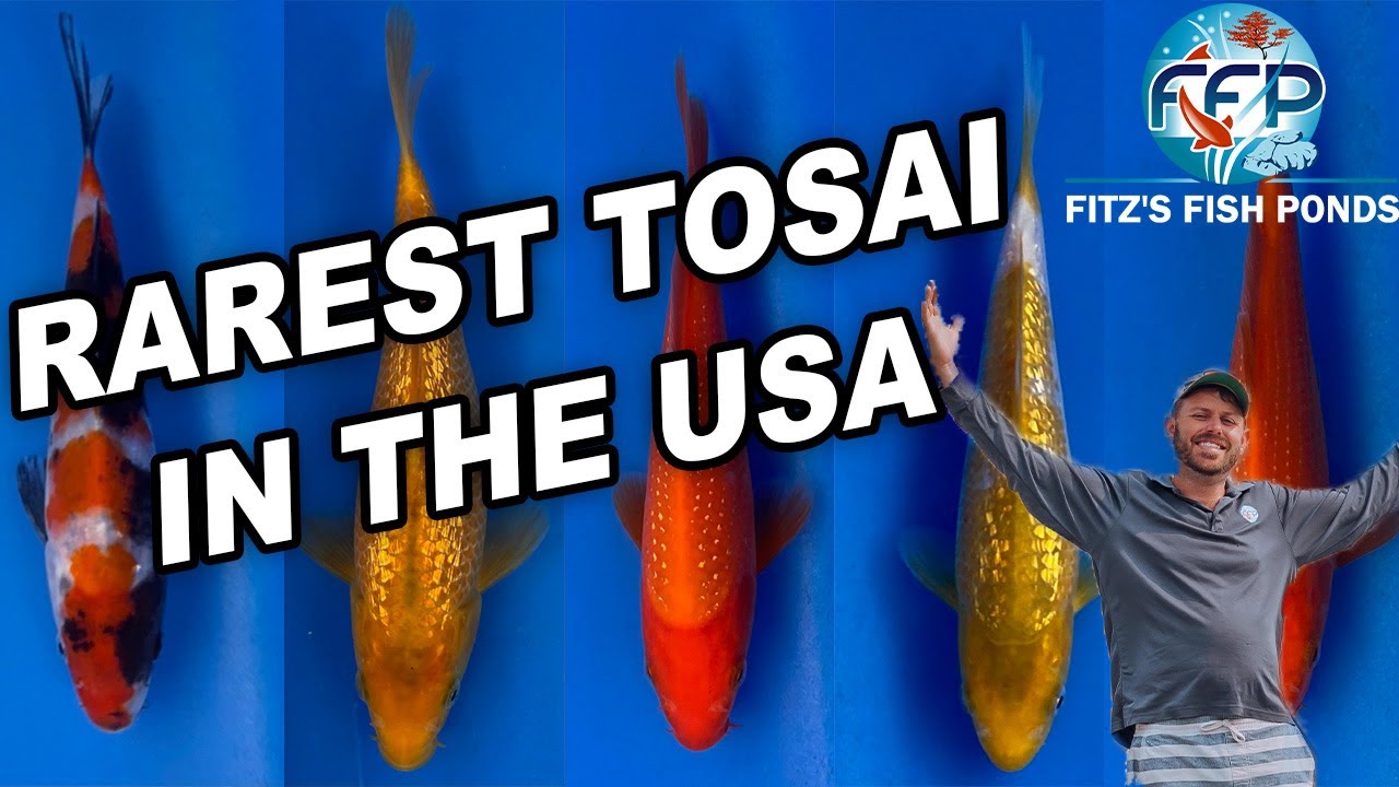 Rarest Tosai In the United States! Taniguchi Golden Corn and Pearl ...