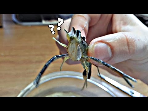 2-й ЖИВОЙ ГОМУНКУЛ ► 100 ДНЕЙ ► Ссылка на всех ГОМУНКУЛОВ в описании (Homunculus)