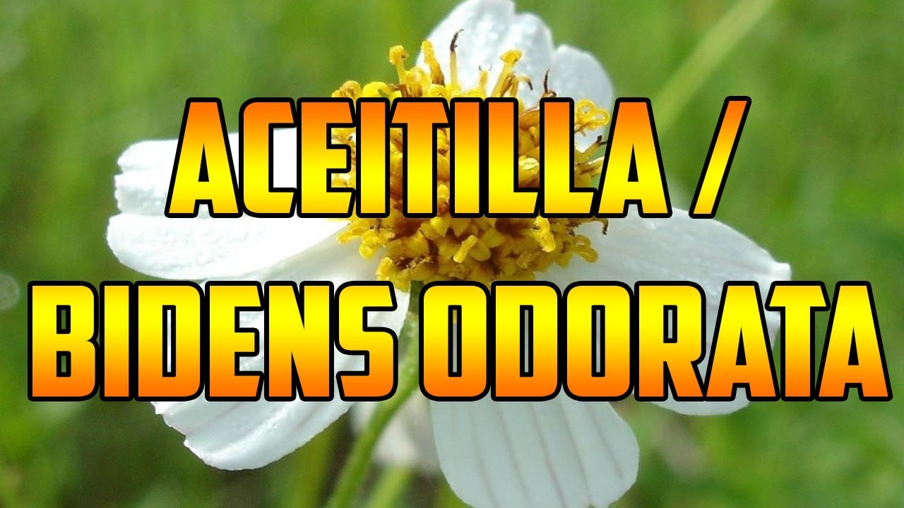 PARA QUE SIRVE🌿ACEITILLA 🌿BENEFICIOS🌿Bidens odorata 🌿 PROPIEDADES Y ...