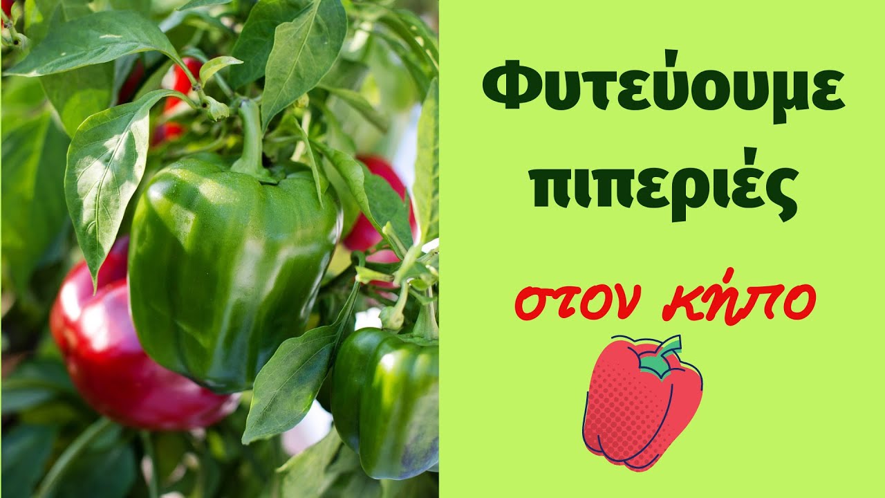 Φυτεύουμε πιπεριές στον κήπο - YouTube
