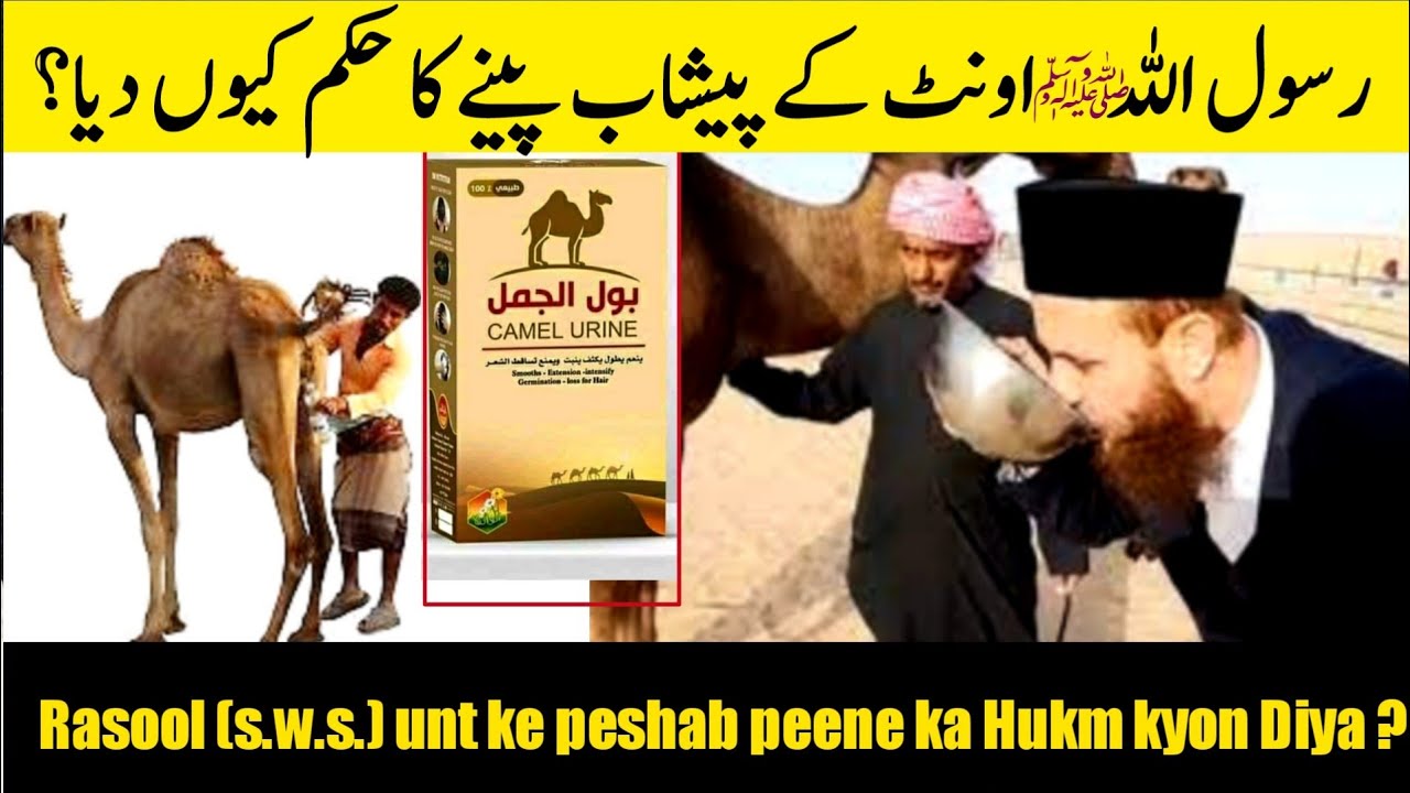 Did the Prophet muhammad (s.w.s) order to drink camel's urine? - YouTube