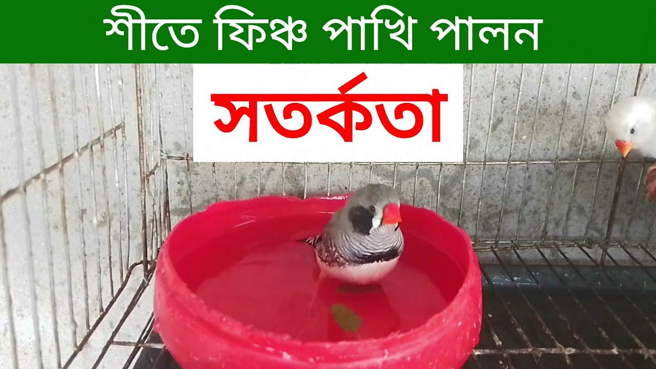 শীতে ফিঞ্চ পাখি পালনে সতর্কতা | Warning and Winter Care For Finch bird ...