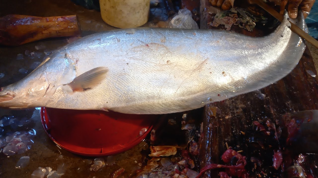 Monster Chital Fish Cutting Skills In Bangladesh | ARS Fish Cutting ...