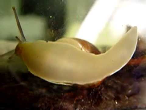 Actual snail: Inspiration for Biomimetics - YouTube