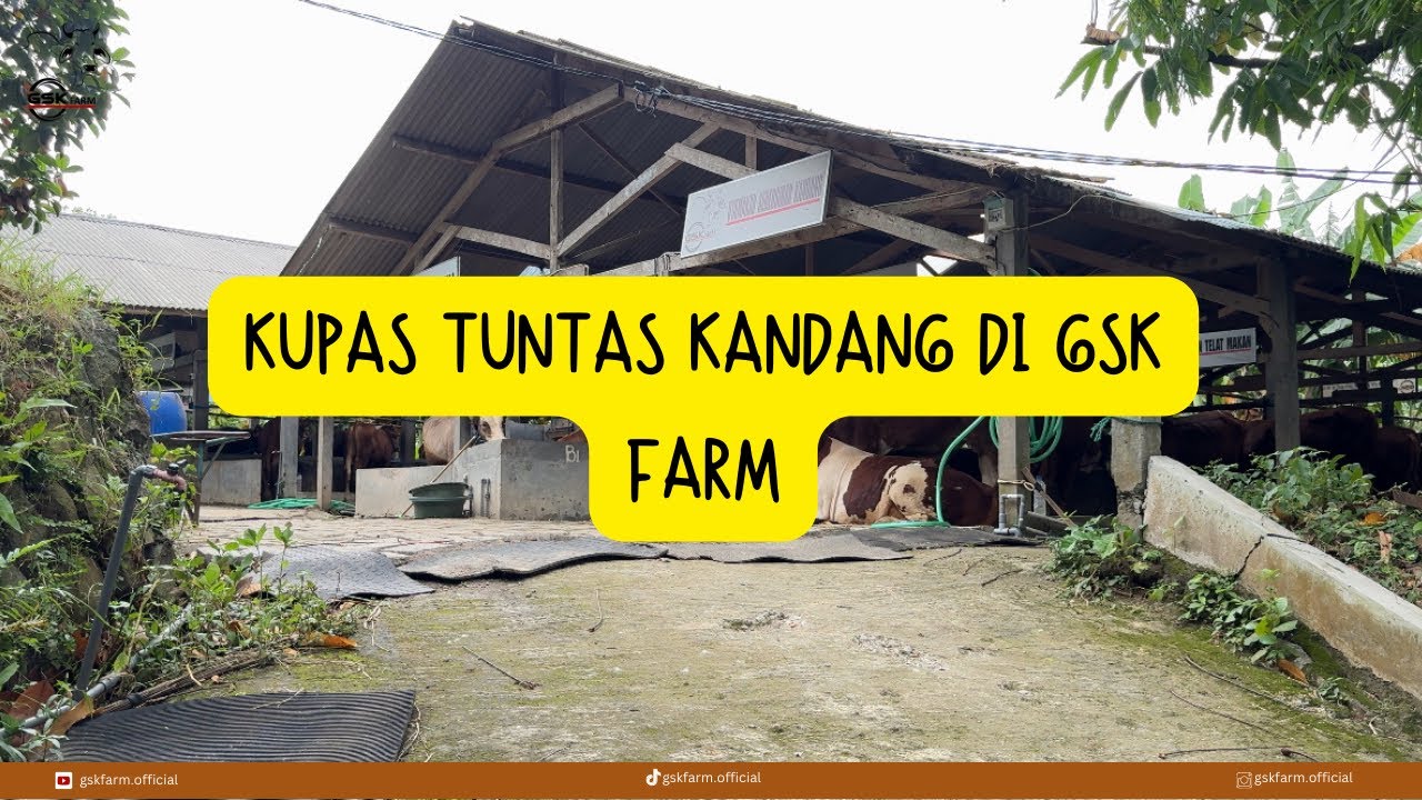 KANDANG YANG ADA DI GSK FARM!! - YouTube