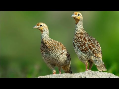 deshi teetar dakhani titar ke bare proper janakari #teetar#teeterkiawaz ...