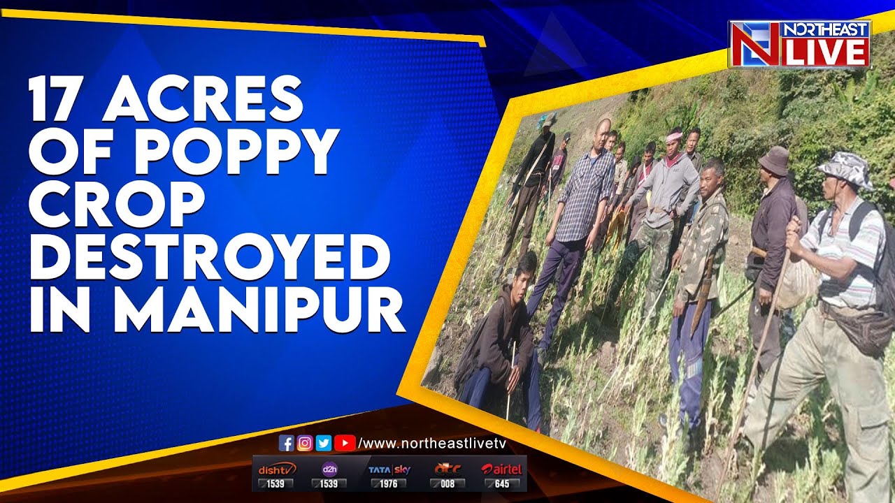 17 acres of poppy crop destroyed in Manipur - YouTube