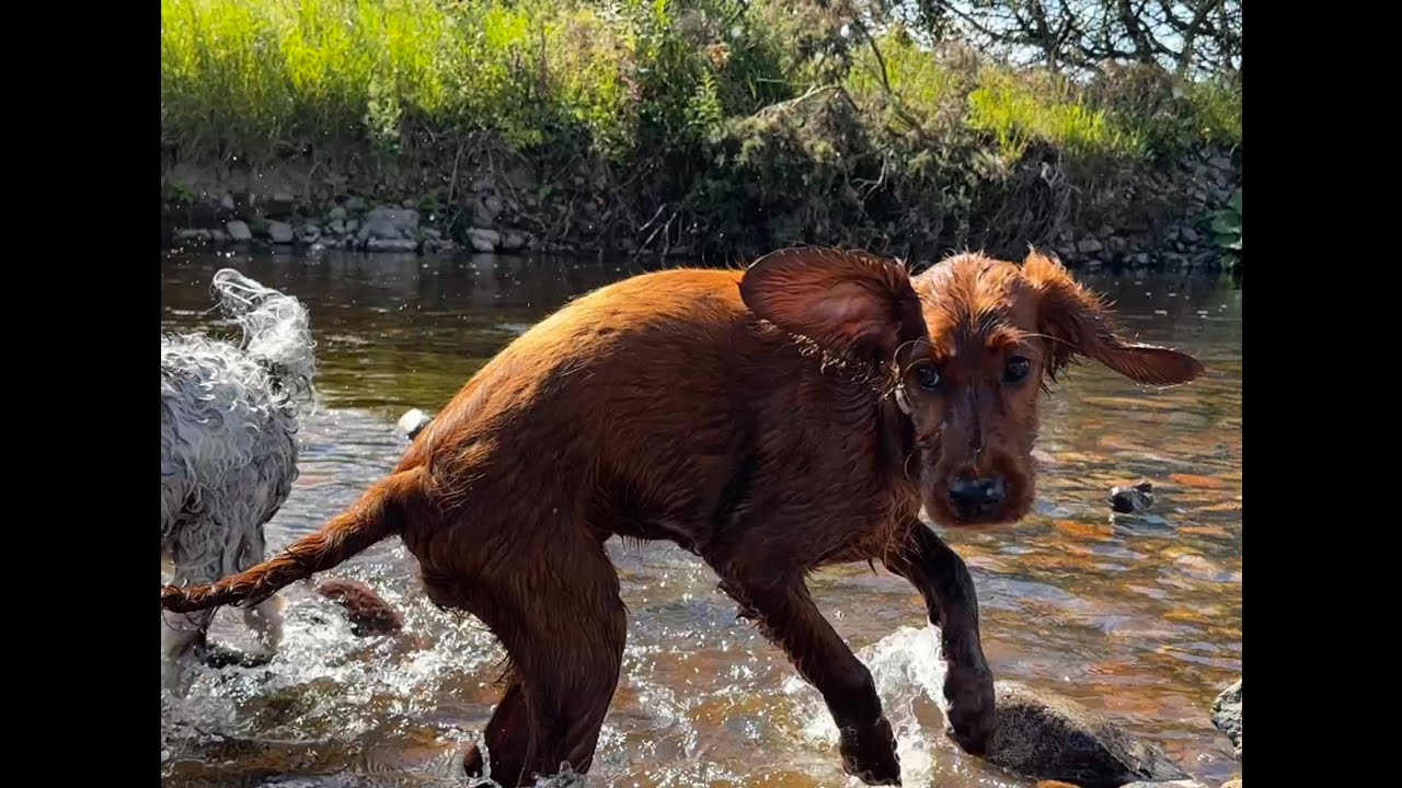 River Breamish, Ingram Valley, Northumberland - YouTube