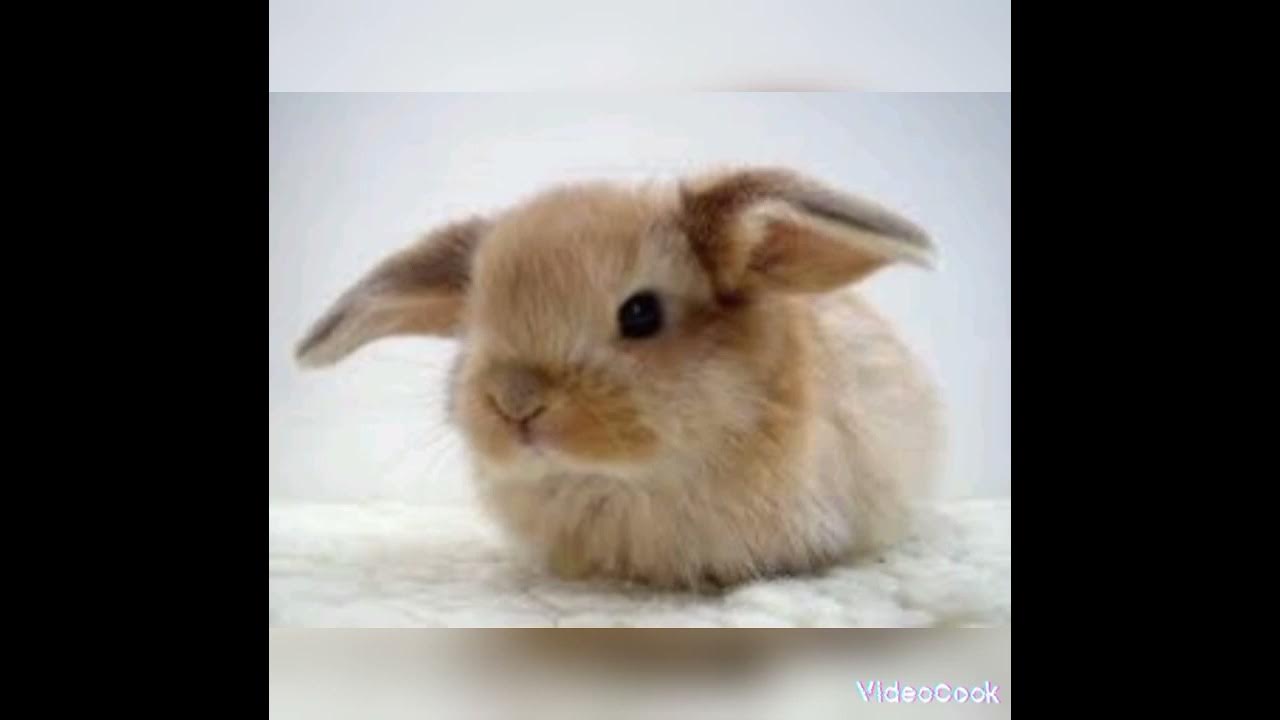 Милв тваринкі - YouTube