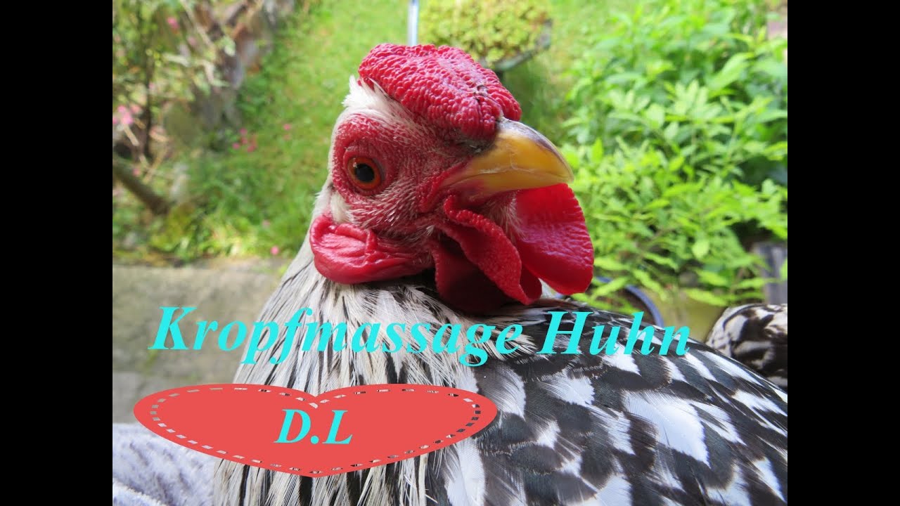 Die Kropfmassage beim Huhn.Kropfverstopfung beim Huhn lösen - YouTube