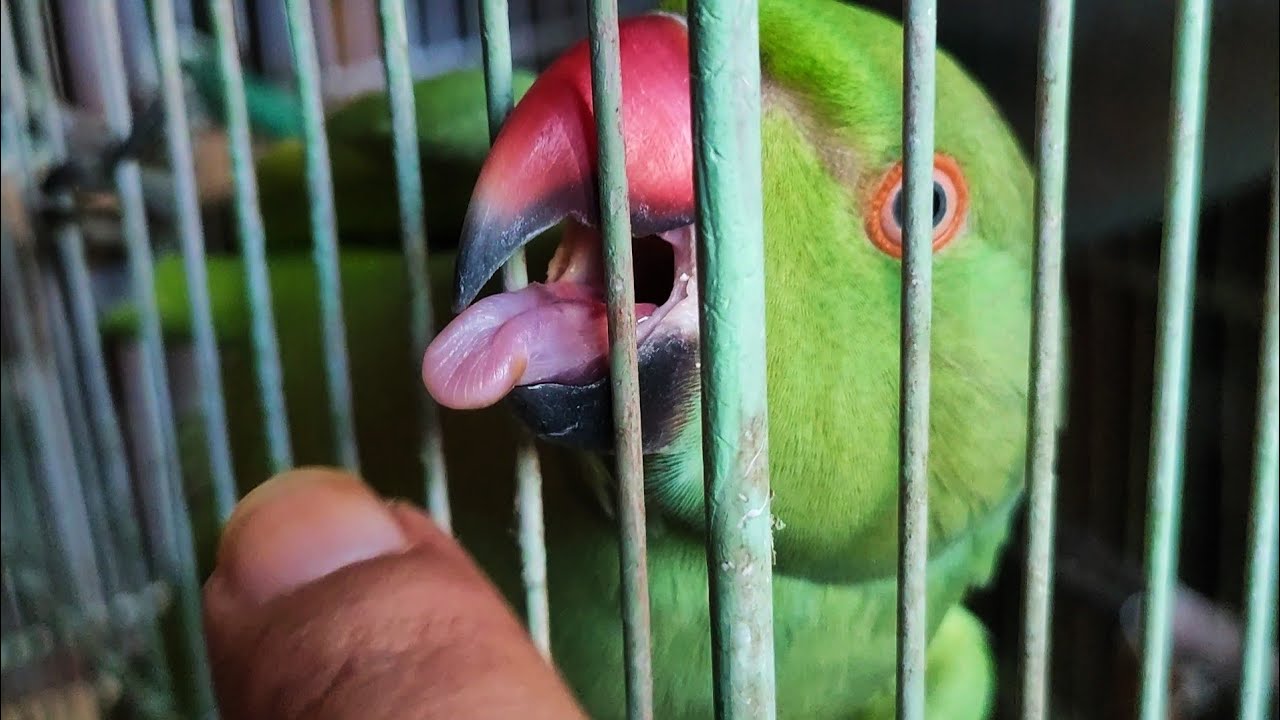 Indian Ringneck parrot mithoo with beautiful tongue - YouTube