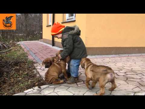 Tosa Inu Puppies - 8 weeks old