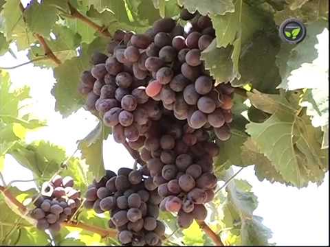 Coloured Seedless Grape Varieties - Sharad Seedless and Krishna Sharad ...
