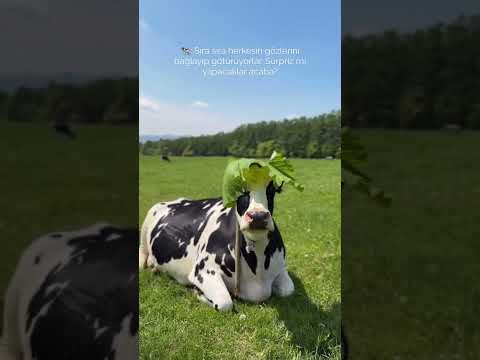 Sıra sıra herkesin gözlerini bağlıyorlar #keşfet #ytviral #memes #inek #nature #Kurban  #doğa