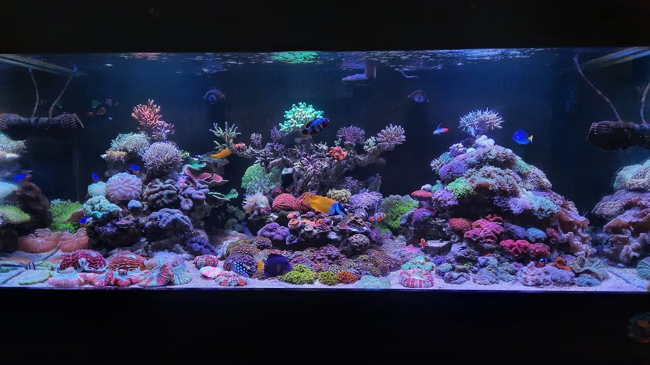Beautiful marine tank, one of our regular customer BanyuMili Malang ...