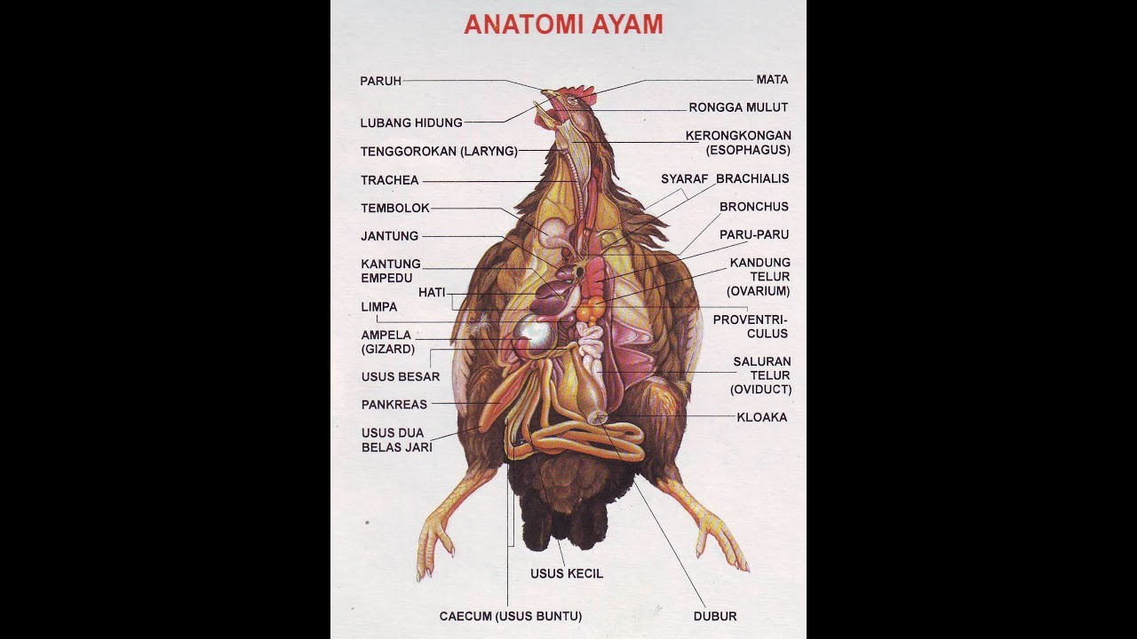 Identifikasi Penyakit dan Anatomi Ayam - YouTube