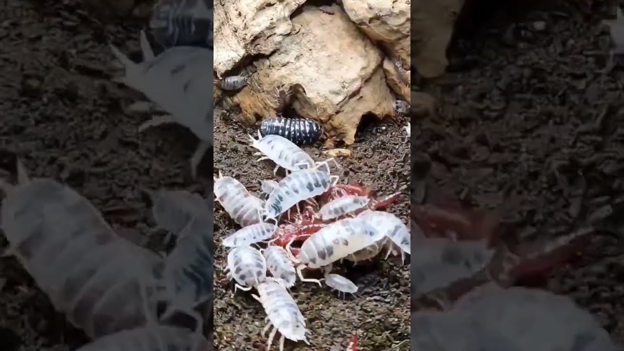Isopods Swarming Jumbo Blood Worm (Dairy cow - zebra - powder blues ...