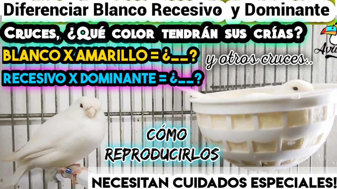 TODO SOBRE LOS CANARIOS BLANCOS/Recesivo vs Dominante/ color de hijos ...