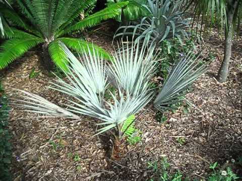 Brahea armata Mexican Blue Palm - YouTube
