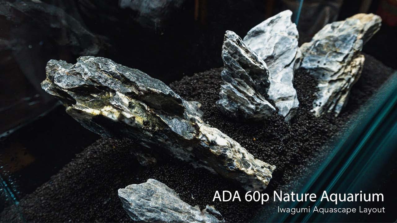 Setting up an ADA 60p Cube Garden Aquarium with Iwagumi Style Aquascape ...