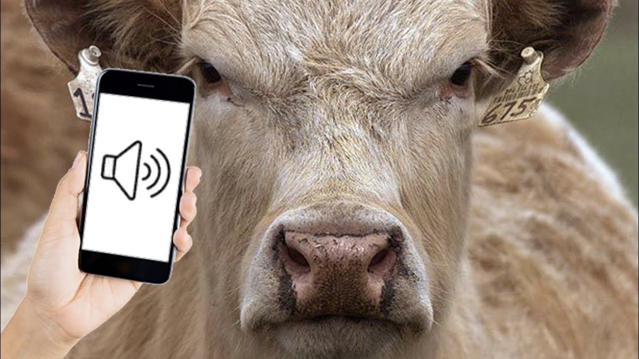 Angry Cow Moo Sounds - YouTube