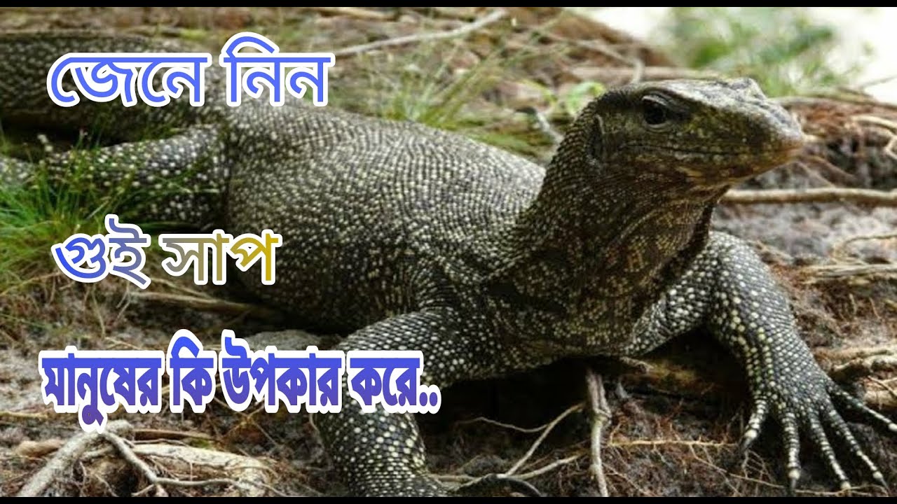 জেনে নিন ,গুই সাপ মানুষের কি উপকারে আসে/Find out how Gui snake benefits ...