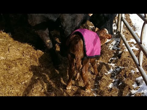 It Takes A Lot To Operate A Cow-calf Operation On A Cold Day - YouTube
