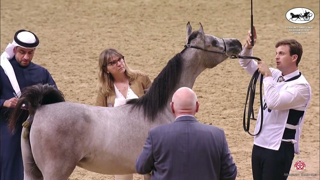 Doha International Arabian Horse Show 2023 - Classe 4A - YouTube