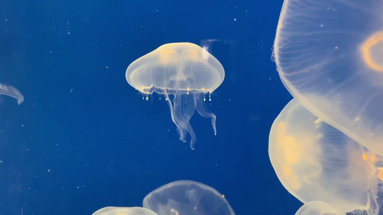 SPRING BREAK 2019 - YouTube