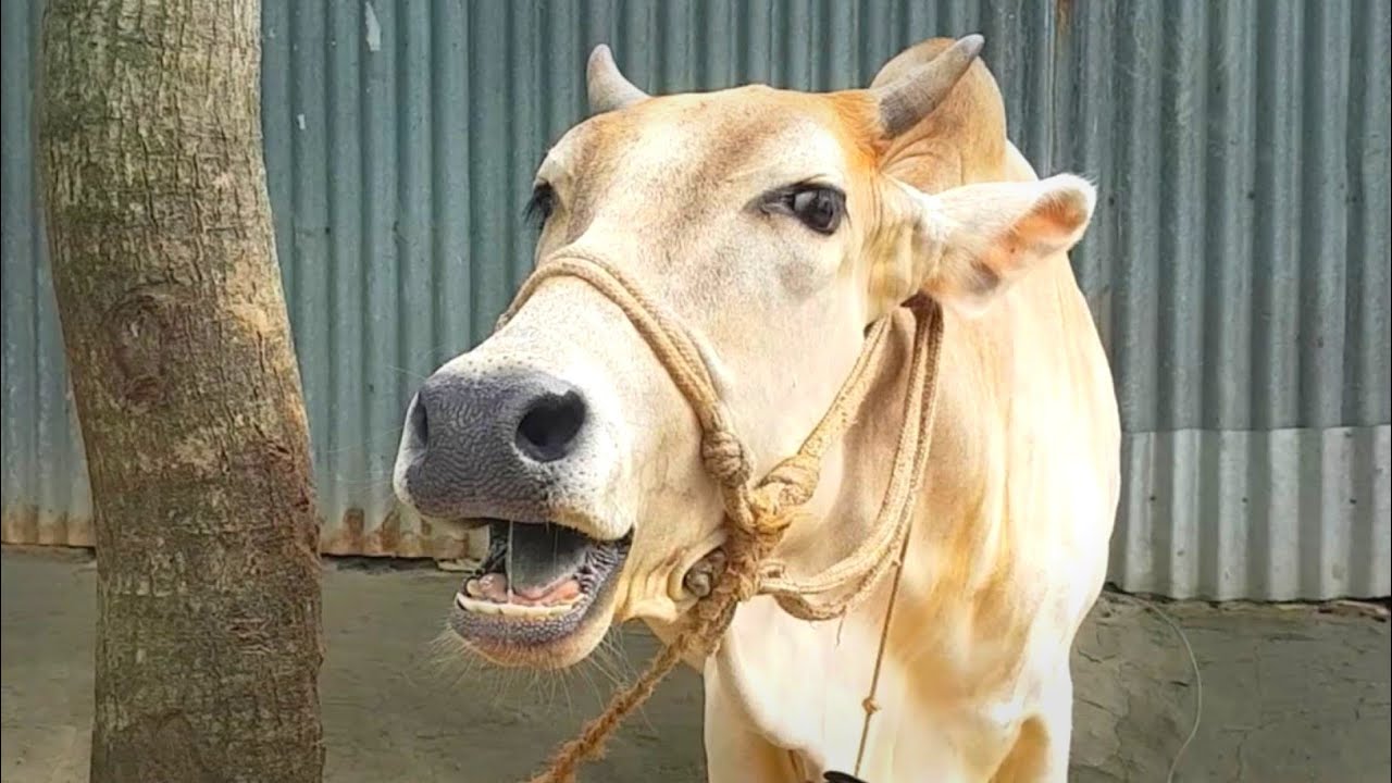 Cow Mooing, গরুর ডাক, Cow Sound, Funny Cow, Cow Videos, গরু, crezy cow ...
