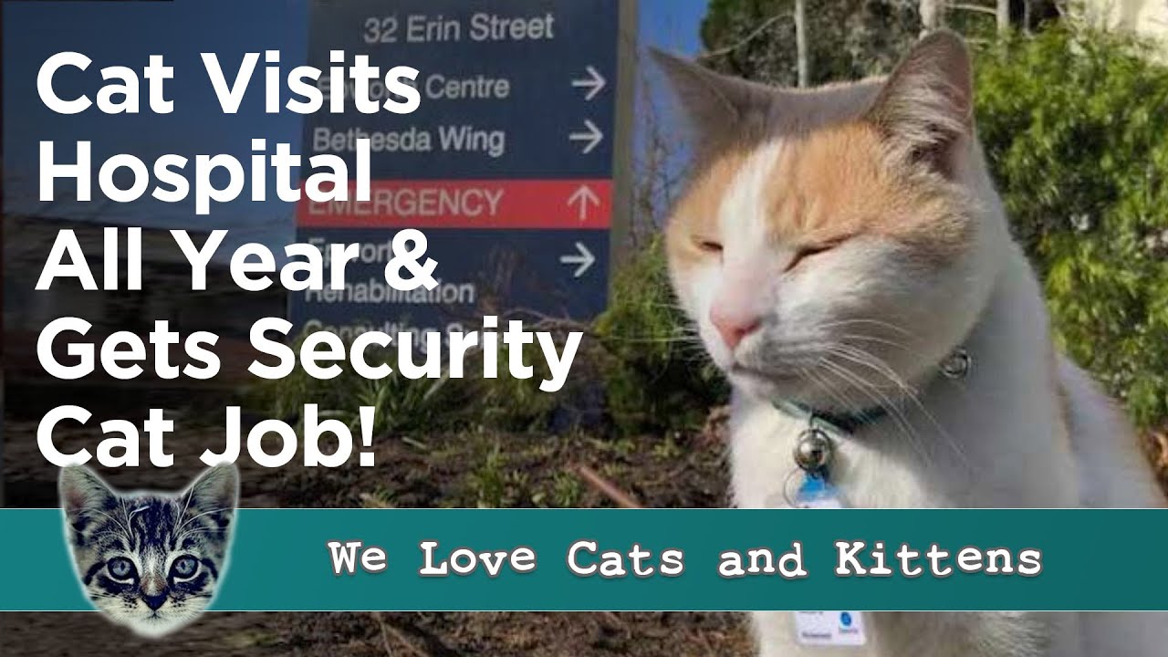 Cat Visits Hospital for a Year and Gets a Job as Security Cat (With ID Badge!) - YouTube