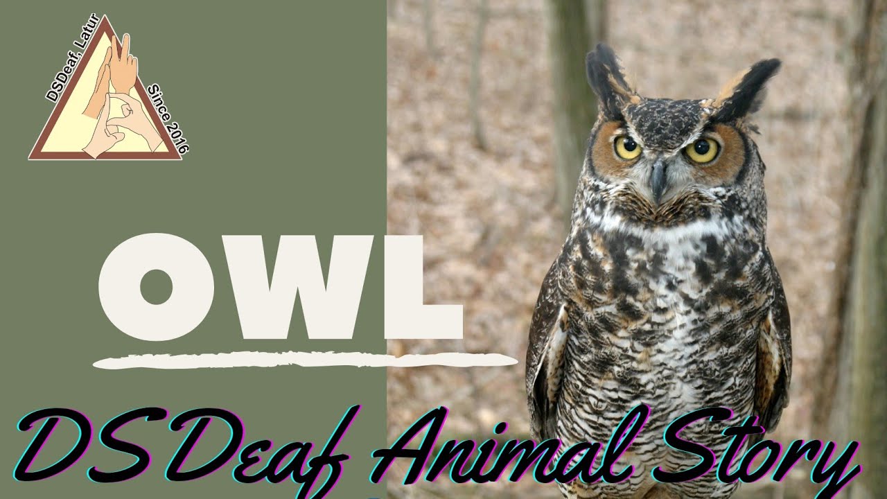 The OWL FACT for Deaf students awareness. - YouTube