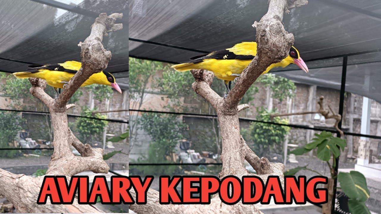 projek ternak kepodang di aviary - YouTube