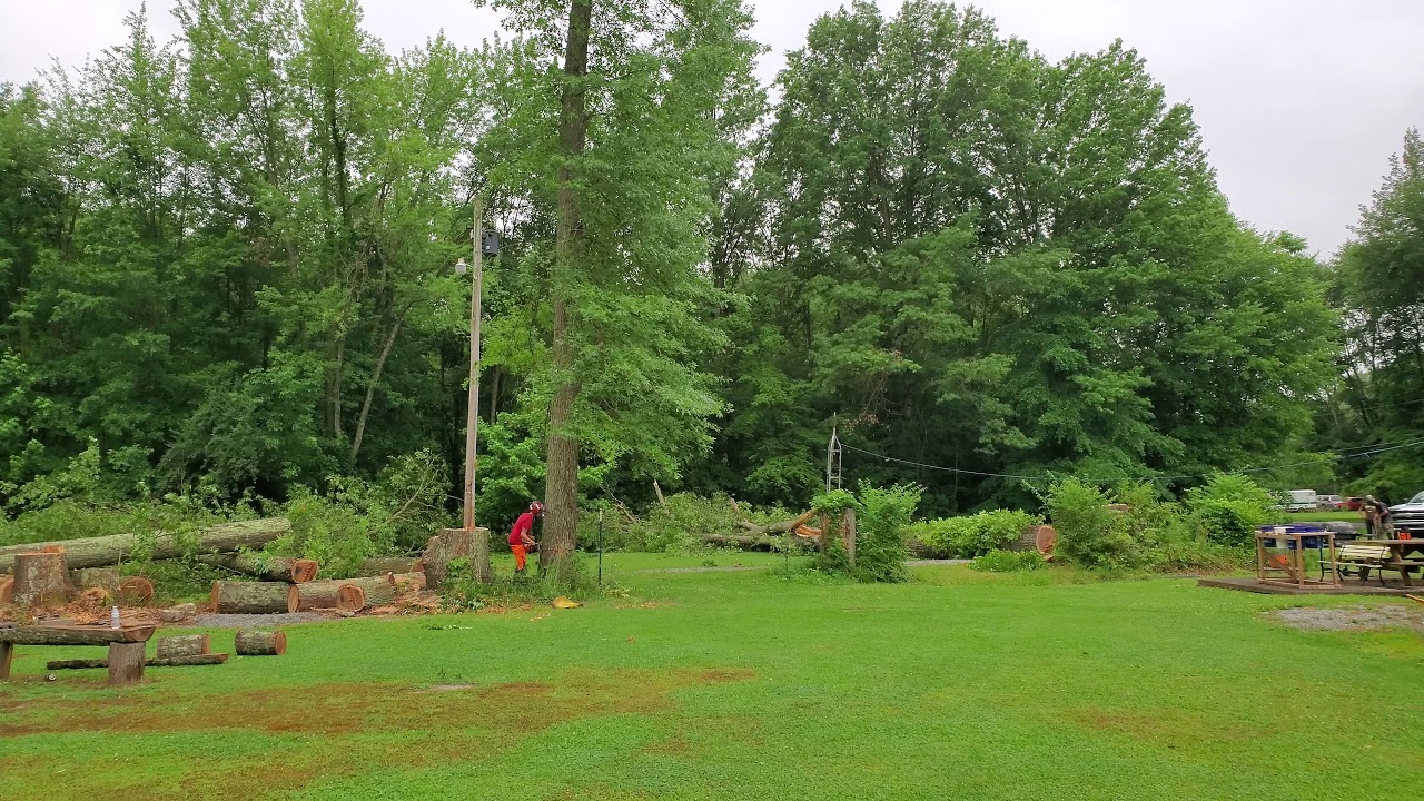 Having Oak Trees Dropped. Part 7 Tree 7 of 7 The Final Cut! - YouTube