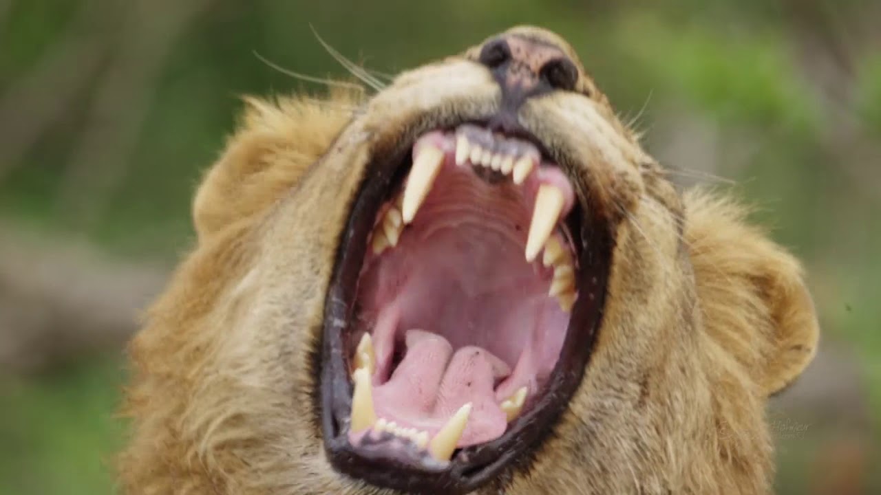 Ty-Rex - Don't Cry [African Wild Life Footage HD] - YouTube