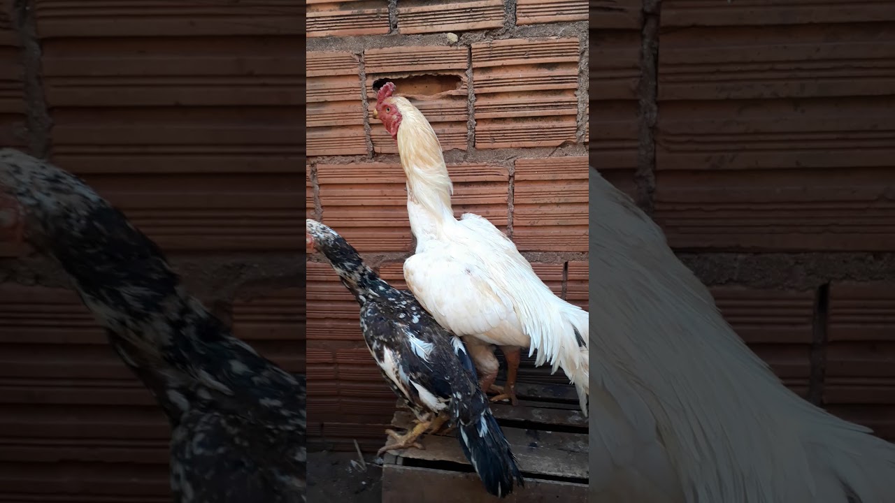 galos combatentes - YouTube