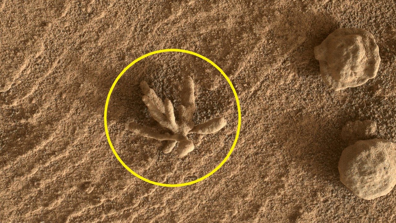 NASA Curiosity Rover Finds a Martian 'Flower' on the red Planet Mars # ...