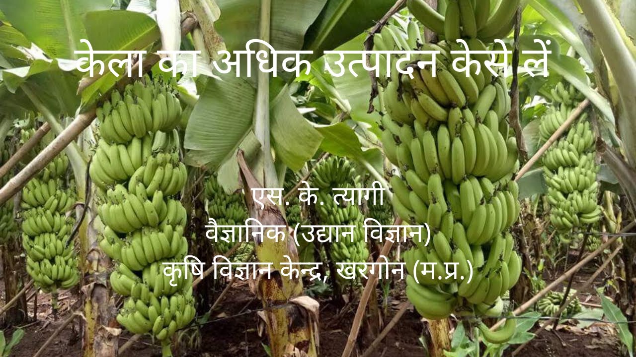 केला का अधिक उत्पादन केसे लें | kela ki kheti | केला की खेती | Dr. S. K ...