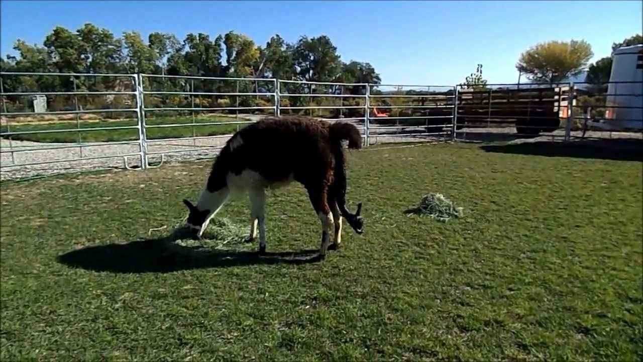 Little Utah Farm ~ Birth of a Llama ~ Video 3.wmv - YouTube