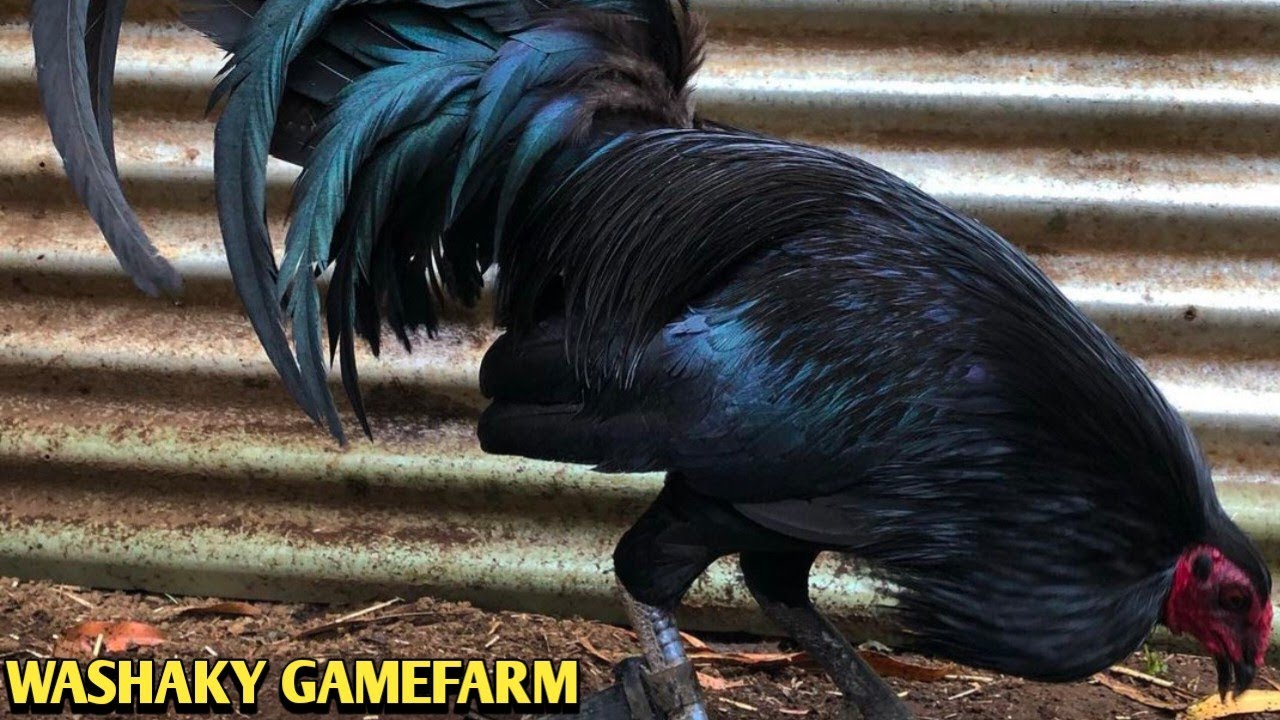 Black Mcrae Claret Roundhead - Washaky Gamefarm - YouTube