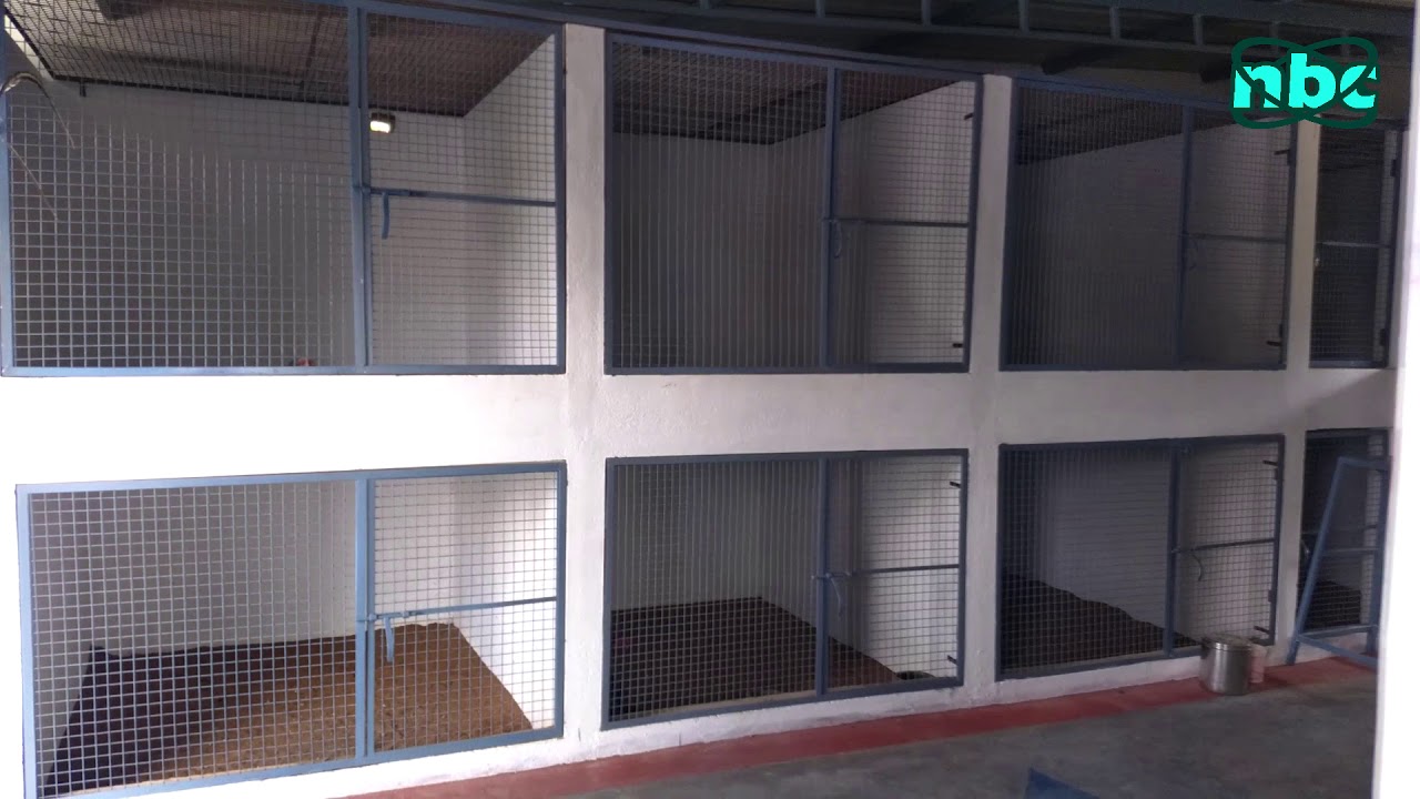 Aseel cages. - YouTube