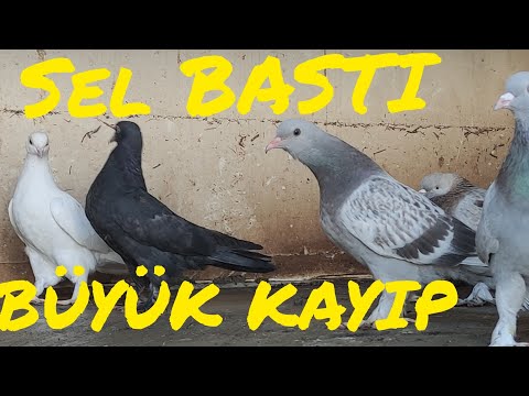 KÜMESİNİ SU BASTI 6 GÜVERCİNİNİ SEL GÖTÜRDÜ KOCA YEM KOVASI KAYBOLDU.