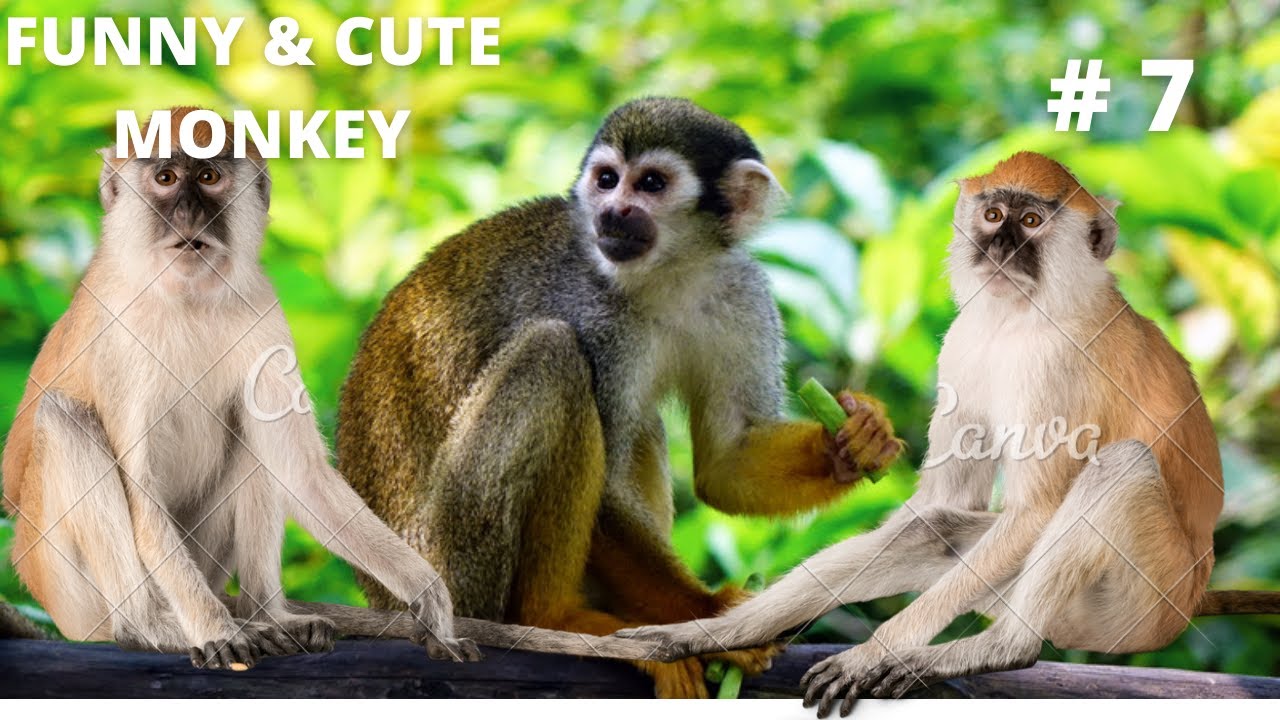 The Best of Monkey - Jungle Beat Compilation # 7 - YouTube